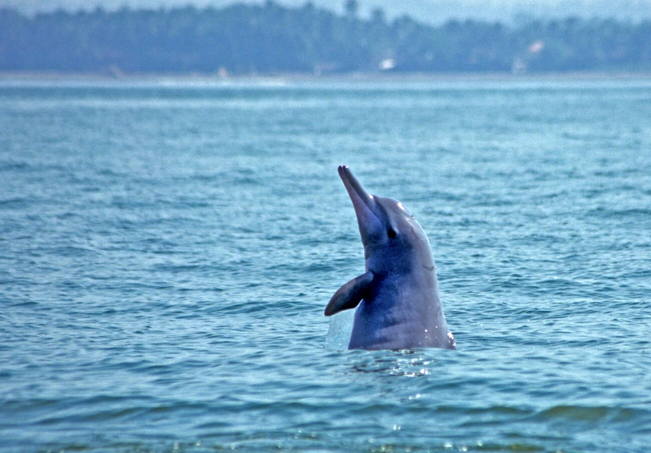 Goa Tour Packages | Beaches, Nightlife & Adventure Trips